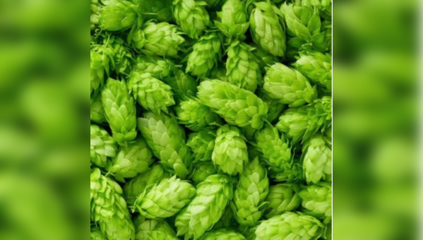 World's costliest vegetable hop shoots are sold at Rs 85,000 a kilo ...