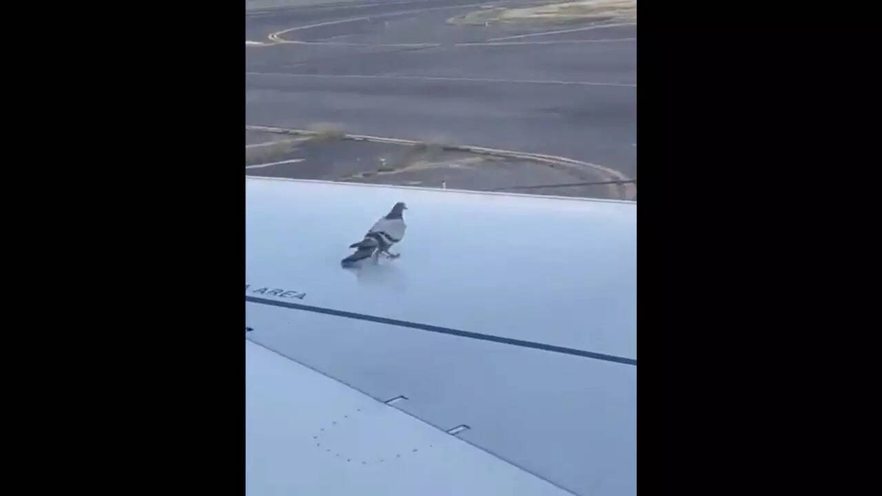 Viral video: Pigeon graciously slides off plane wing during take off ...