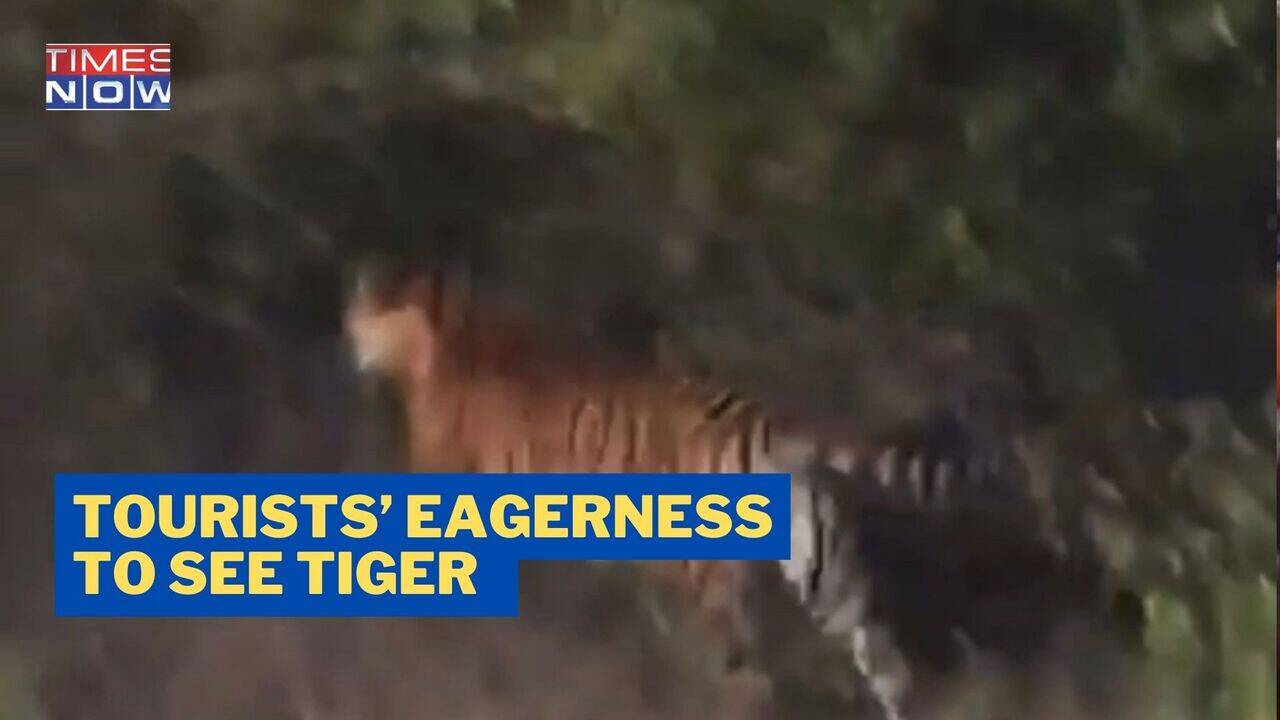 Here's How Tourists' Encounter With Tiger Took A Spine-Chilling Turn