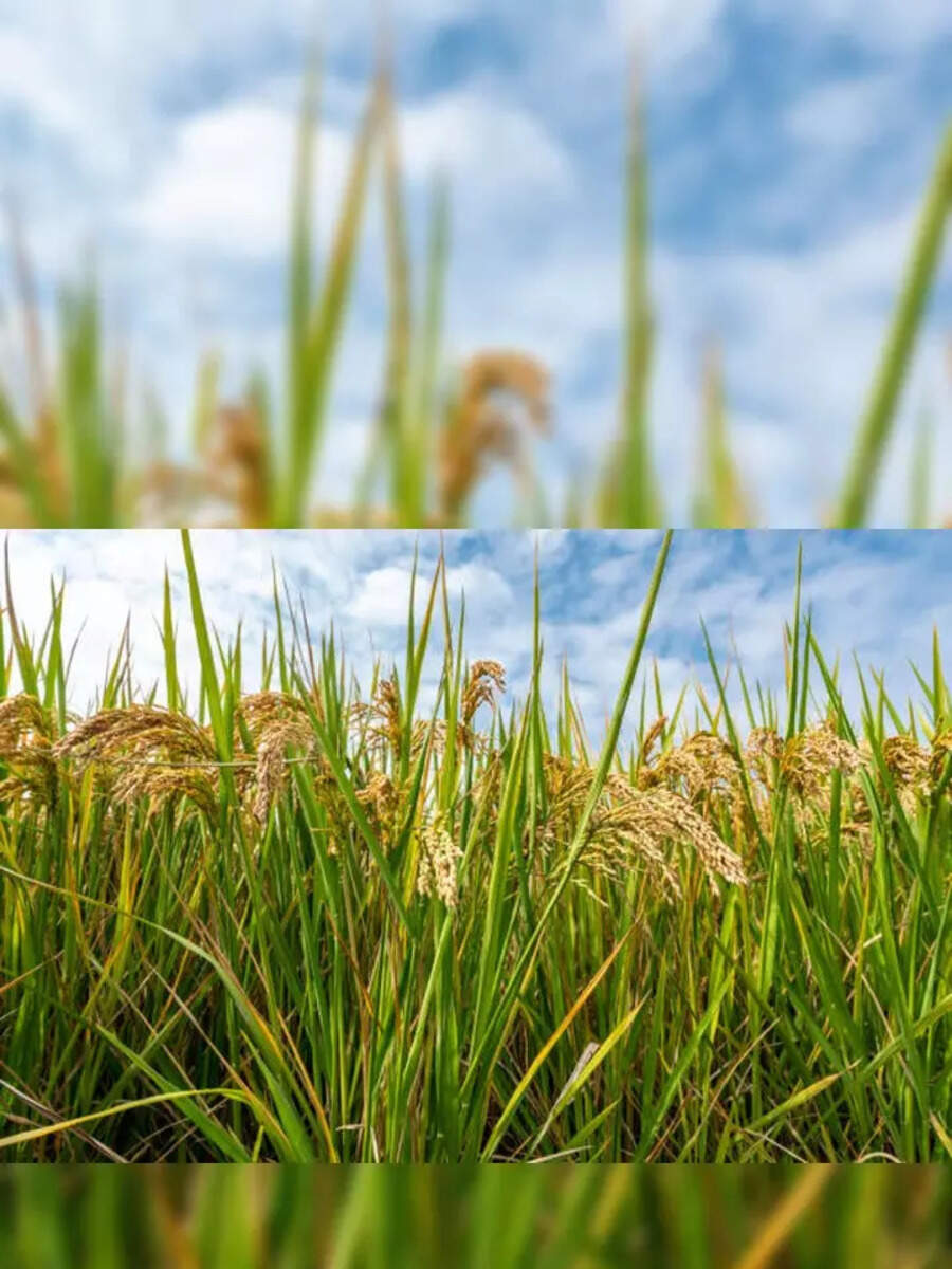 China’s new ‘perennial rice’ will change agriculture and food security ...