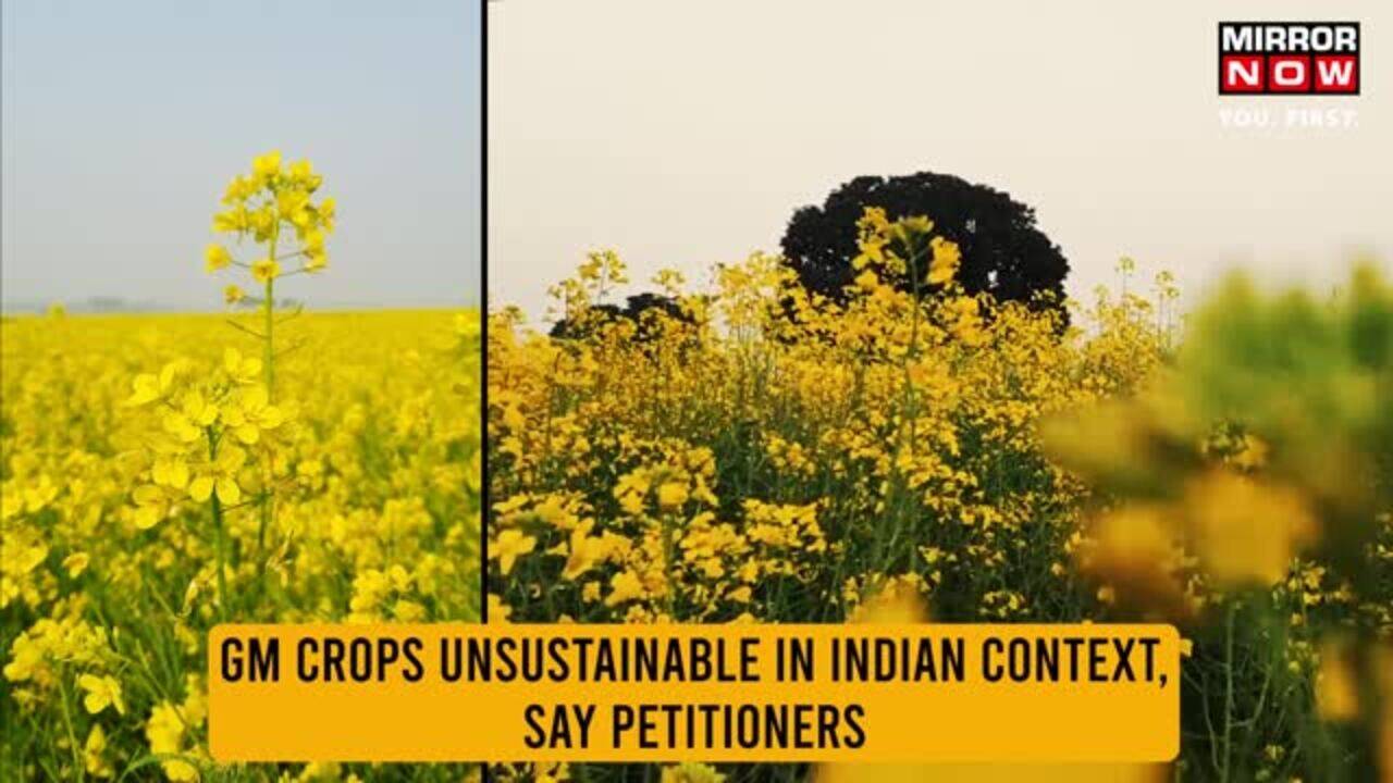 Genetically Modified Crops | Will India Approve GM Food Crops? | GM ...