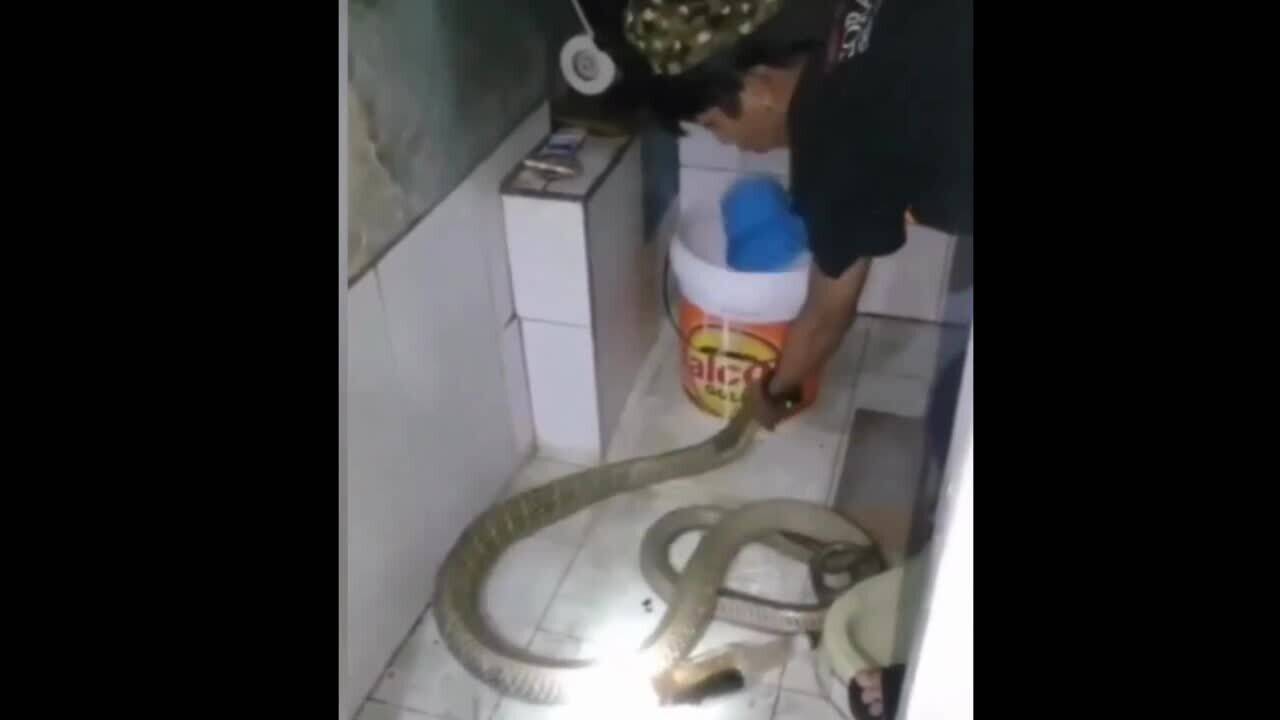 Man casually gives snake a bucket bath in shocking viral video | Times Now