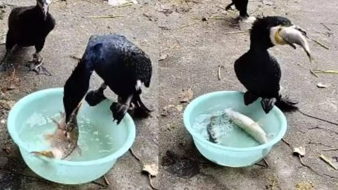 Birds swallow fish in seconds in shocking viral video | Times Now