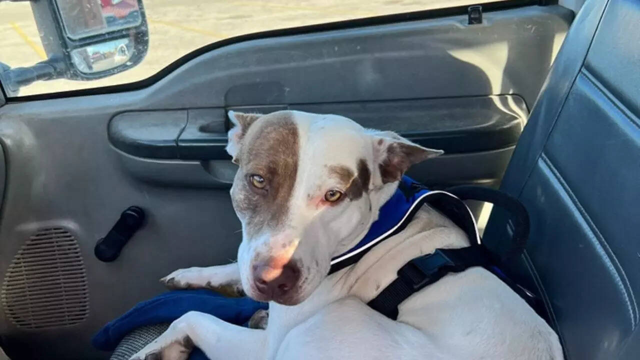 'Reckless driver' in Texas Walmart Parking lot that hit 2 cars turns ...