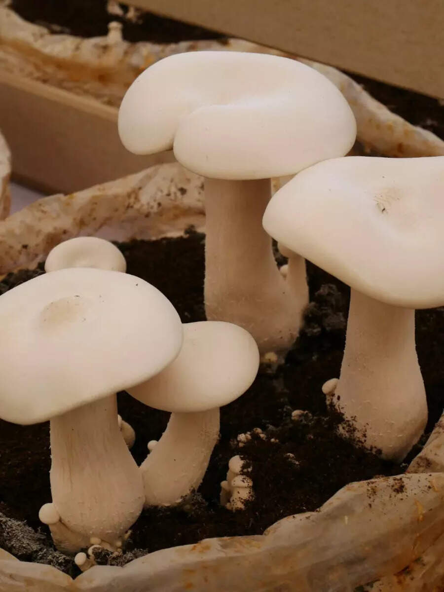 Best varieties of mushrooms you must eat| Times Now