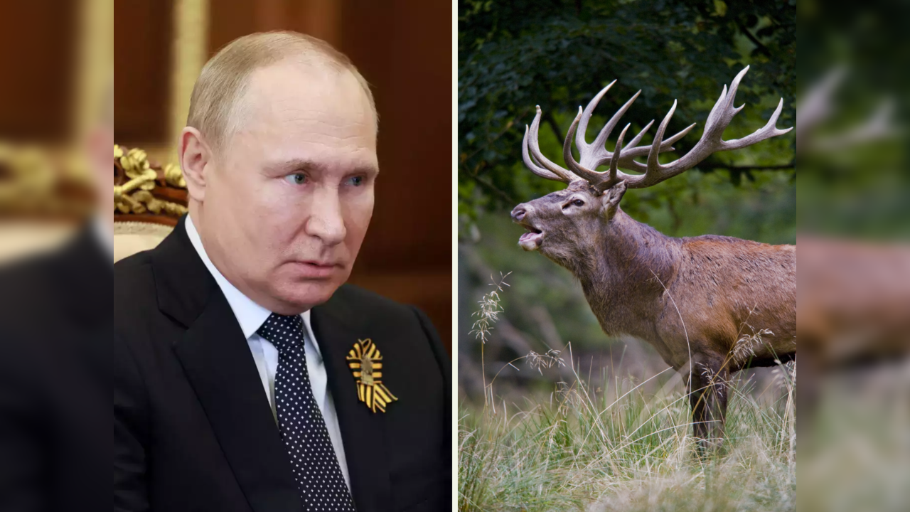 People are talking about Putin's deer blood bath treatment after report ...