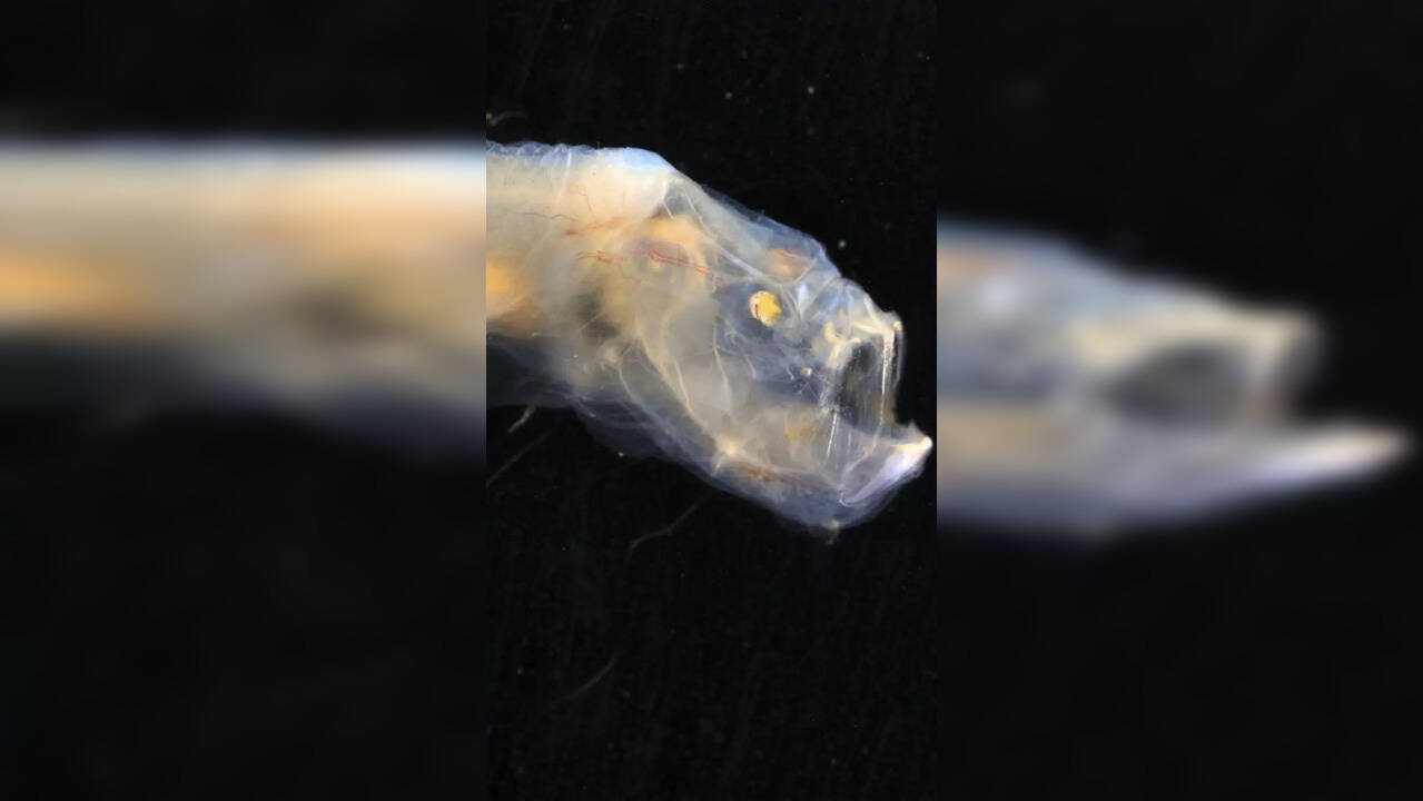 Previously-unseen deep sea creatures of the Indian Ocean floor