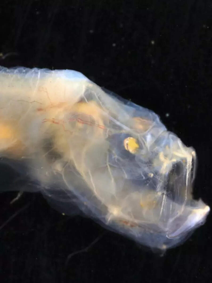 Previously-unseen deep sea creatures of the Indian Ocean floor| Times Now