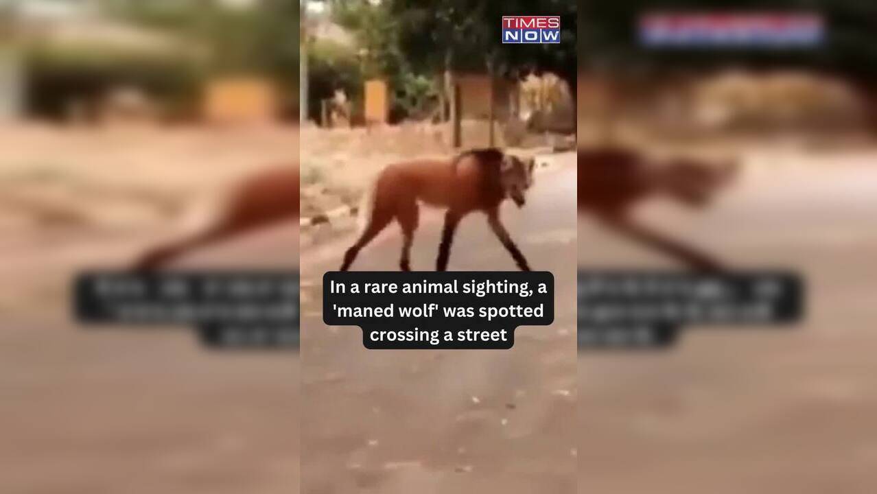 Rare Maned Wolf Spotted Crossing a Road in Central South America ...