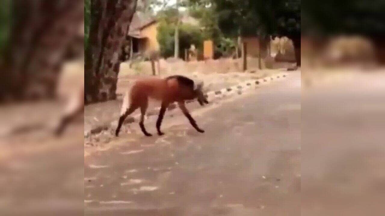 Maned wolf| Viral video: This animal is neither a fox nor a wolf - it's ...