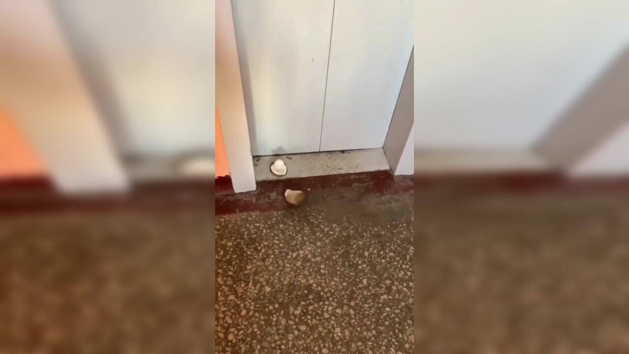 Viral video: This method of cracking open a coconut will leave you in ...