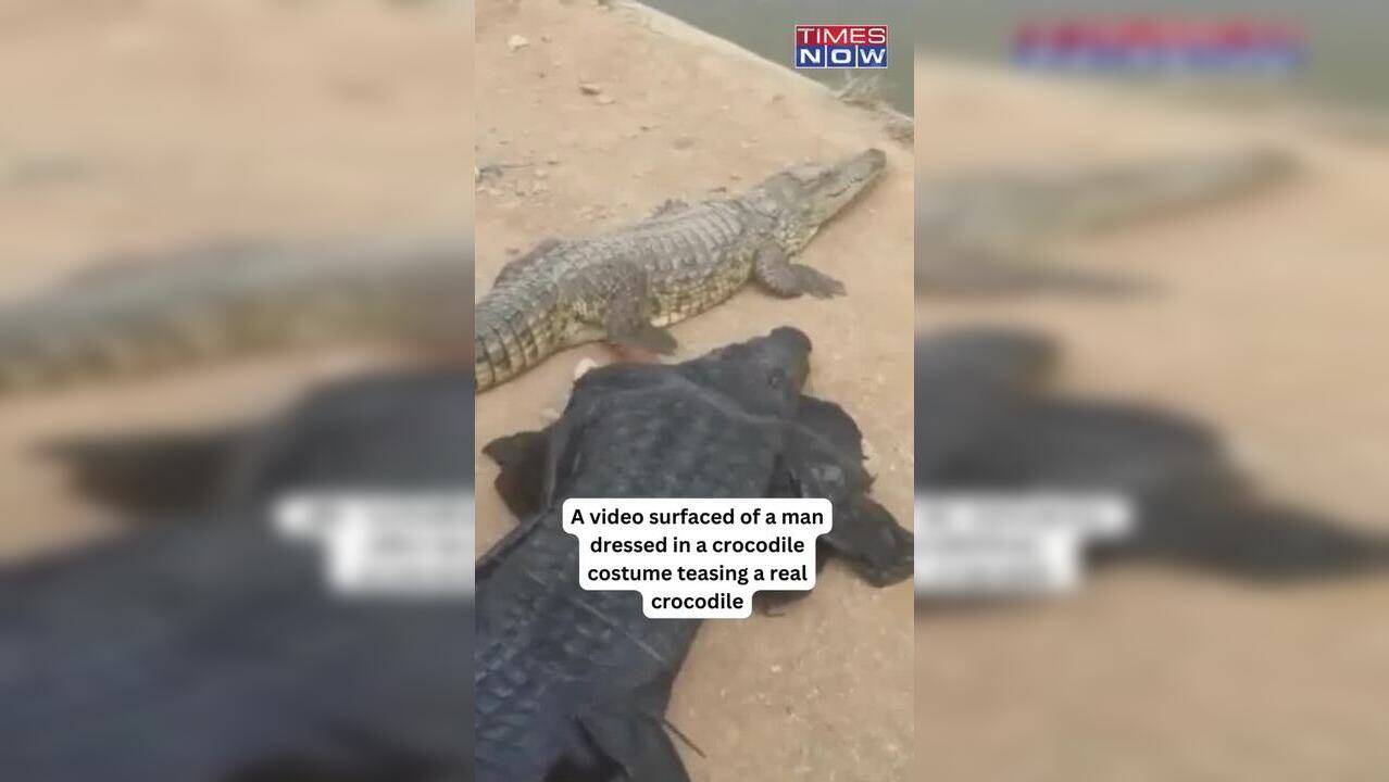 Man Dressed Up Crocodile Teases 'Real Crocodile', Internet Users Shocked