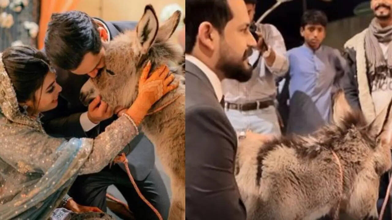 Azlan Shah| Pakistani YouTuber gifts donkey to his bride [WATCH video ...