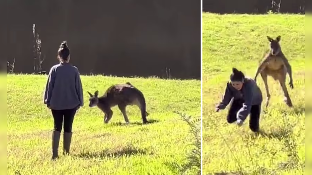 Wild kangaroo attacks female tourist after she tries patting the animal ...