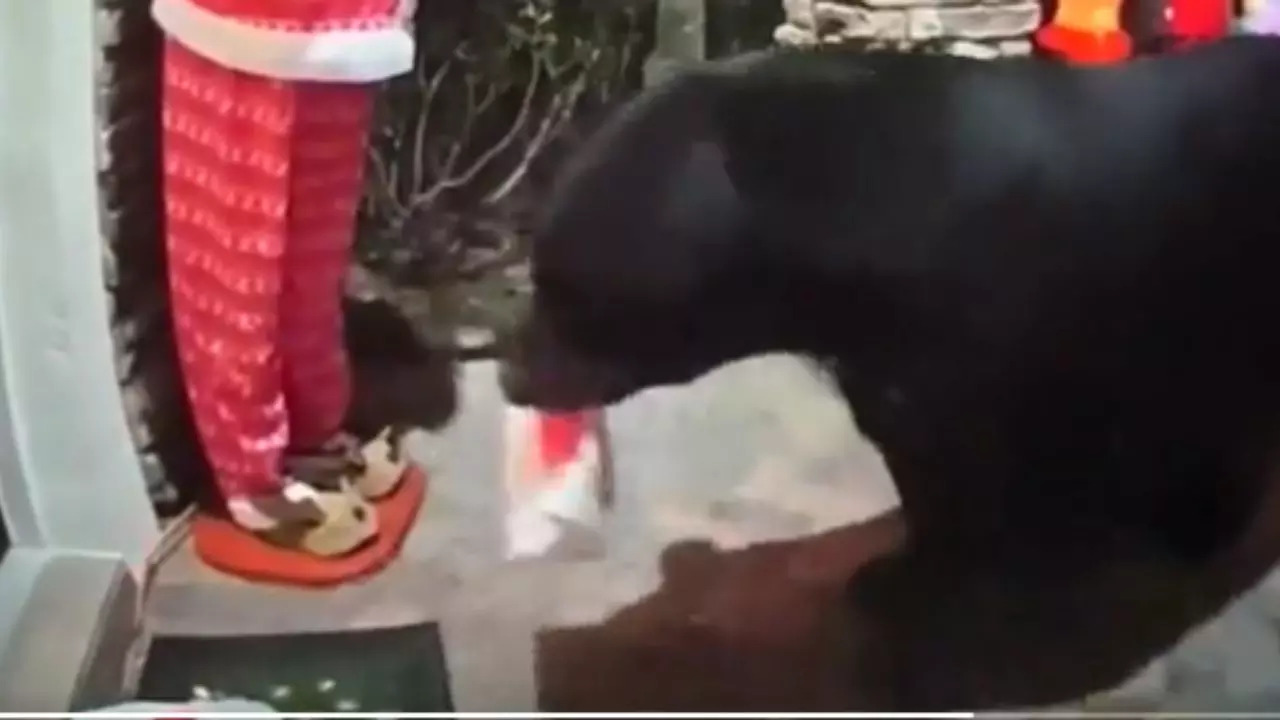 WATCH- Black bear steals 30 Chick-fil-A nuggets and fries off front ...