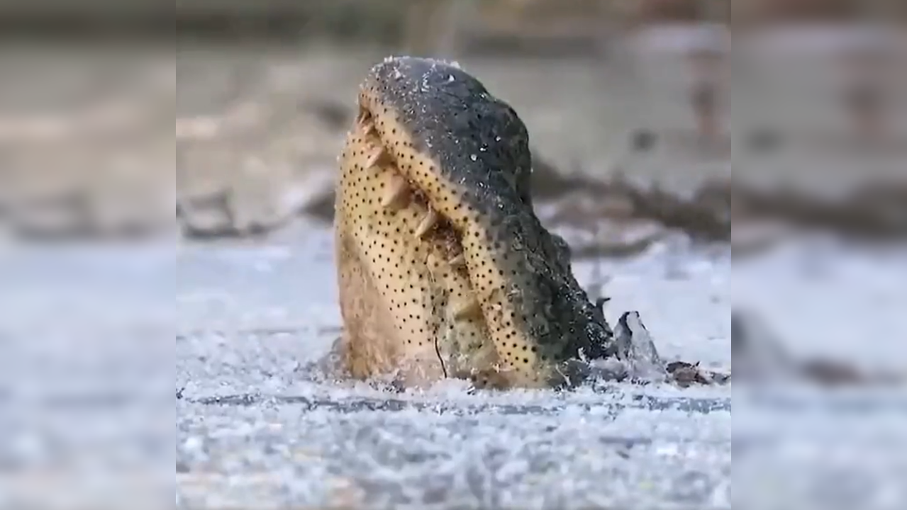 Man digs alligator out of a frozen swamp; netizens baffled how the reptiles survive in freezing ...
