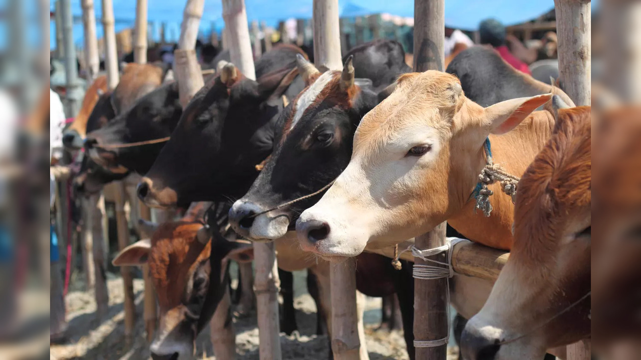 Burping cattle cause global warming; scientists are trying to reduce ...