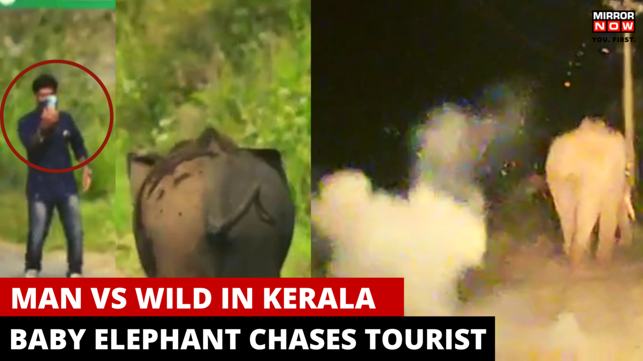 Kerala’s Palakkad sees an increase in wild elephant attacks on forest ...