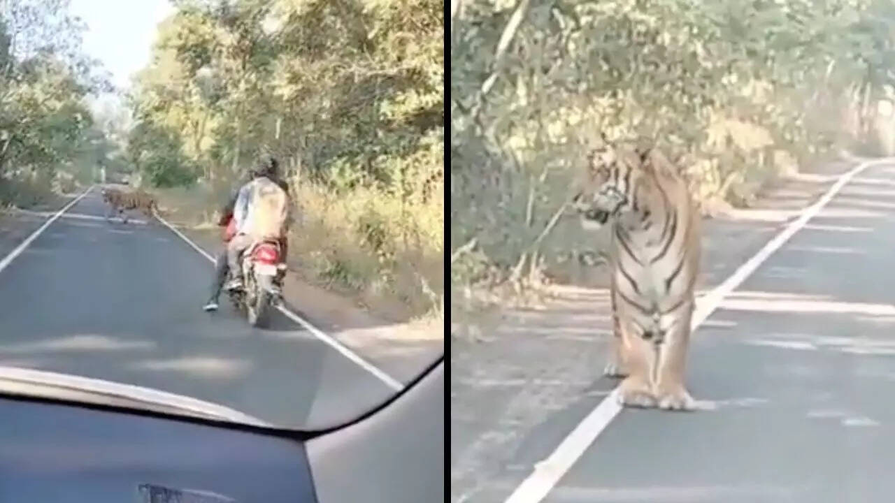 Viral video: Men on bike have surprise encounter with tiger in UP, here ...