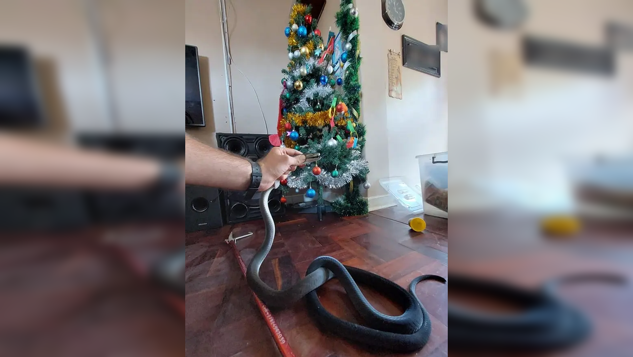 One of the world’s most dangerous snakes slithers out from underneath X ...