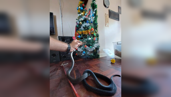 One of the world’s most dangerous snakes slithers out from underneath X ...