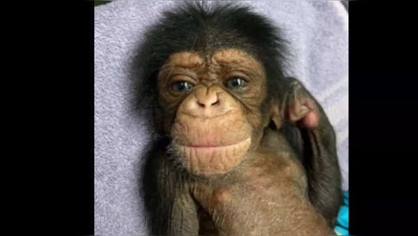 Viral sensation Kansas Zoo baby Chimp found dead in mother's arms at 5 ...