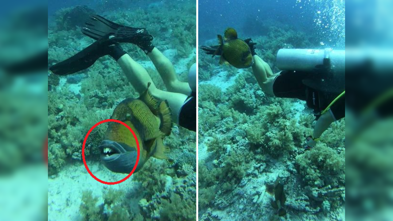 Fish with human-like teeth chases diver and chomps his leg, leaves him ...