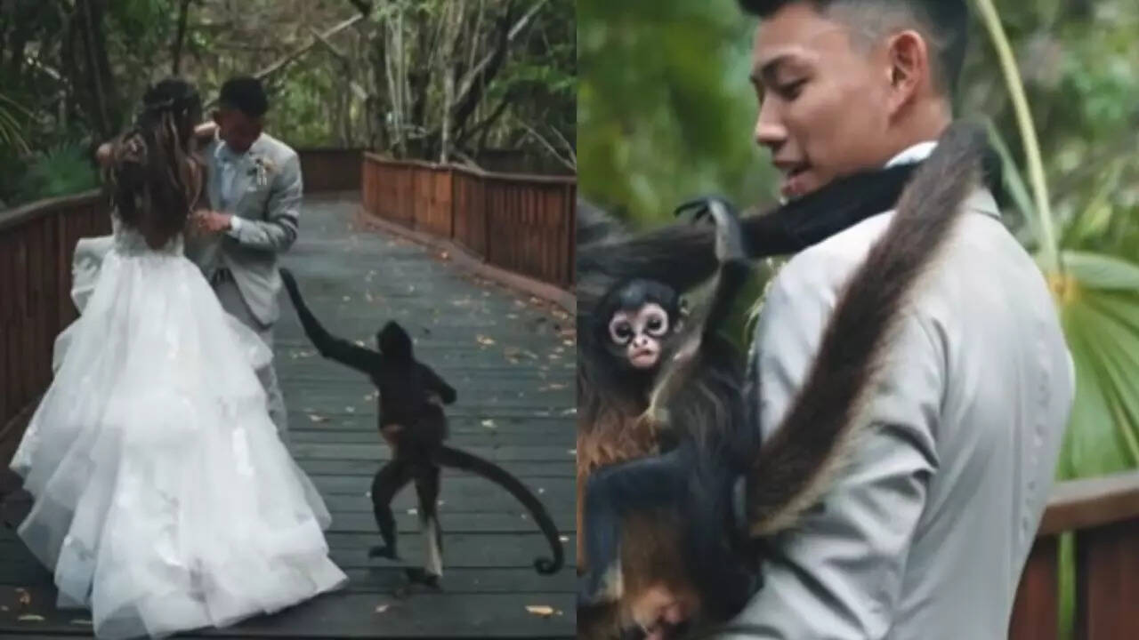 Video | Monkey Crashes Couple's Wedding Photoshoot: Monkey gatecrashes ...