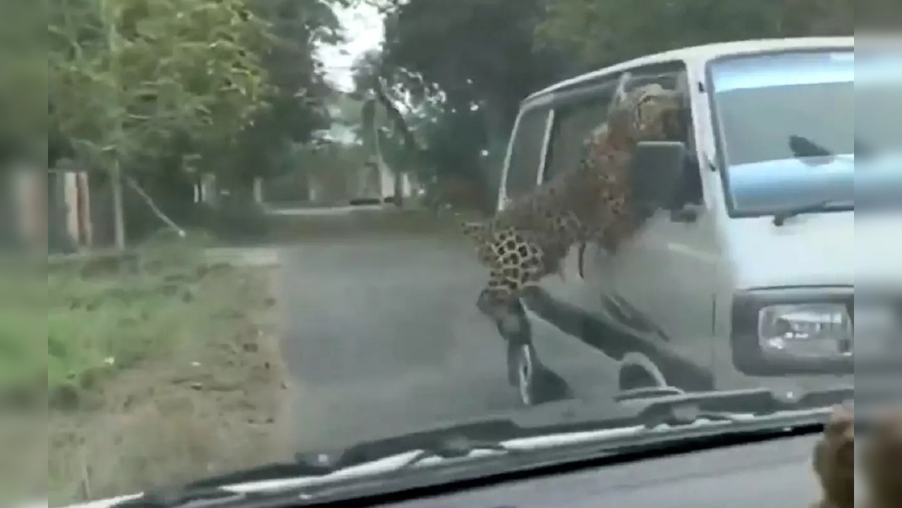Leopard that attacked 13 people in Assam's Jorhat finally captured ...