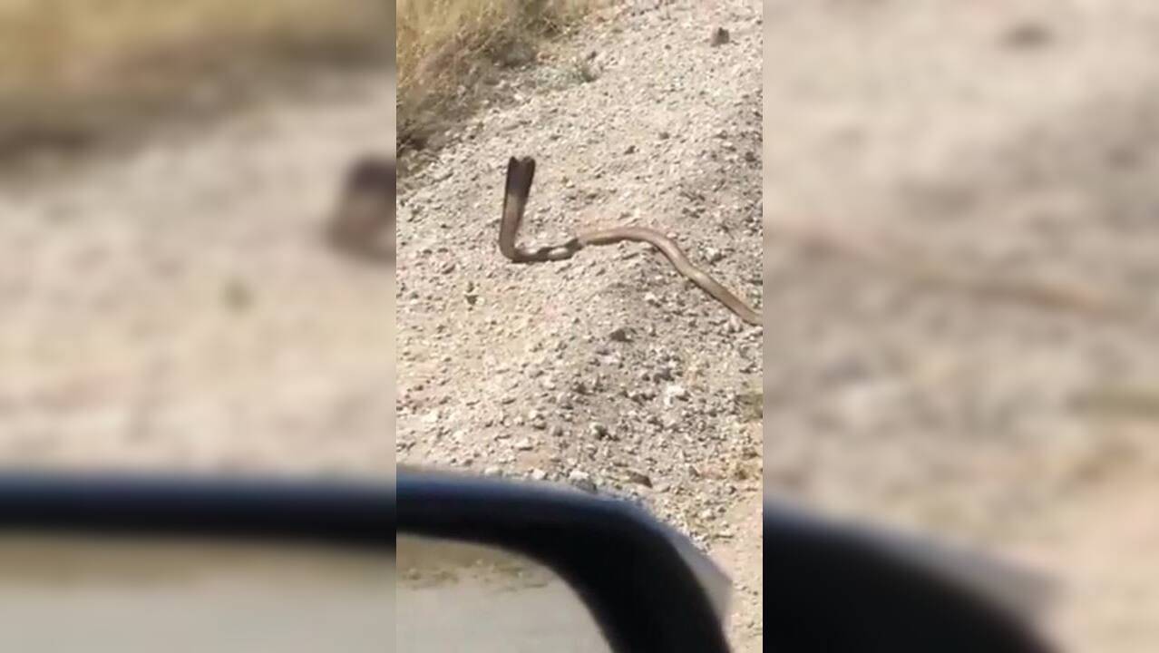 Cobra attacks man after he fired 2 gunshots at snake from point-blank range, terrifying video ...