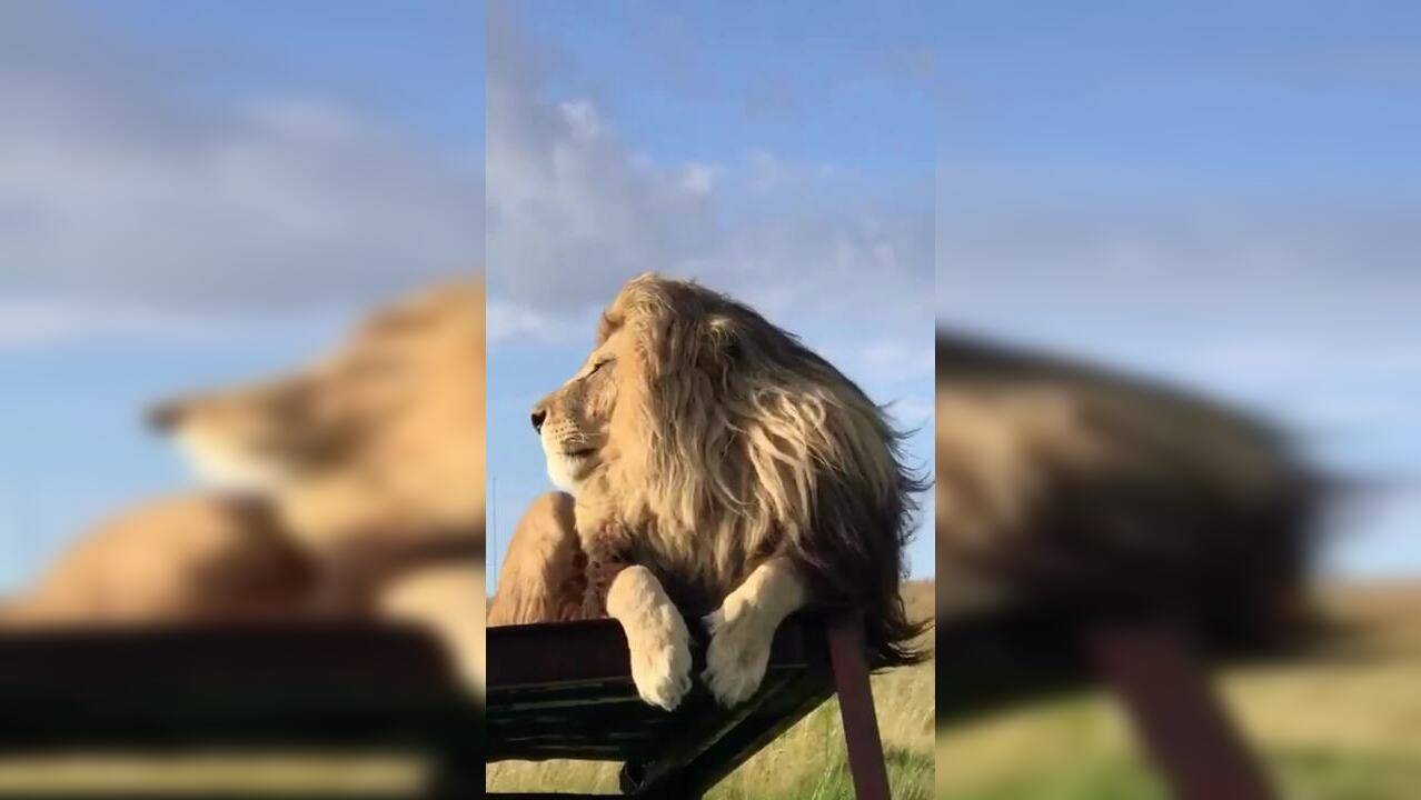 Video of lion flaunting silky hair in Kenya goes viral, netizens joke ...
