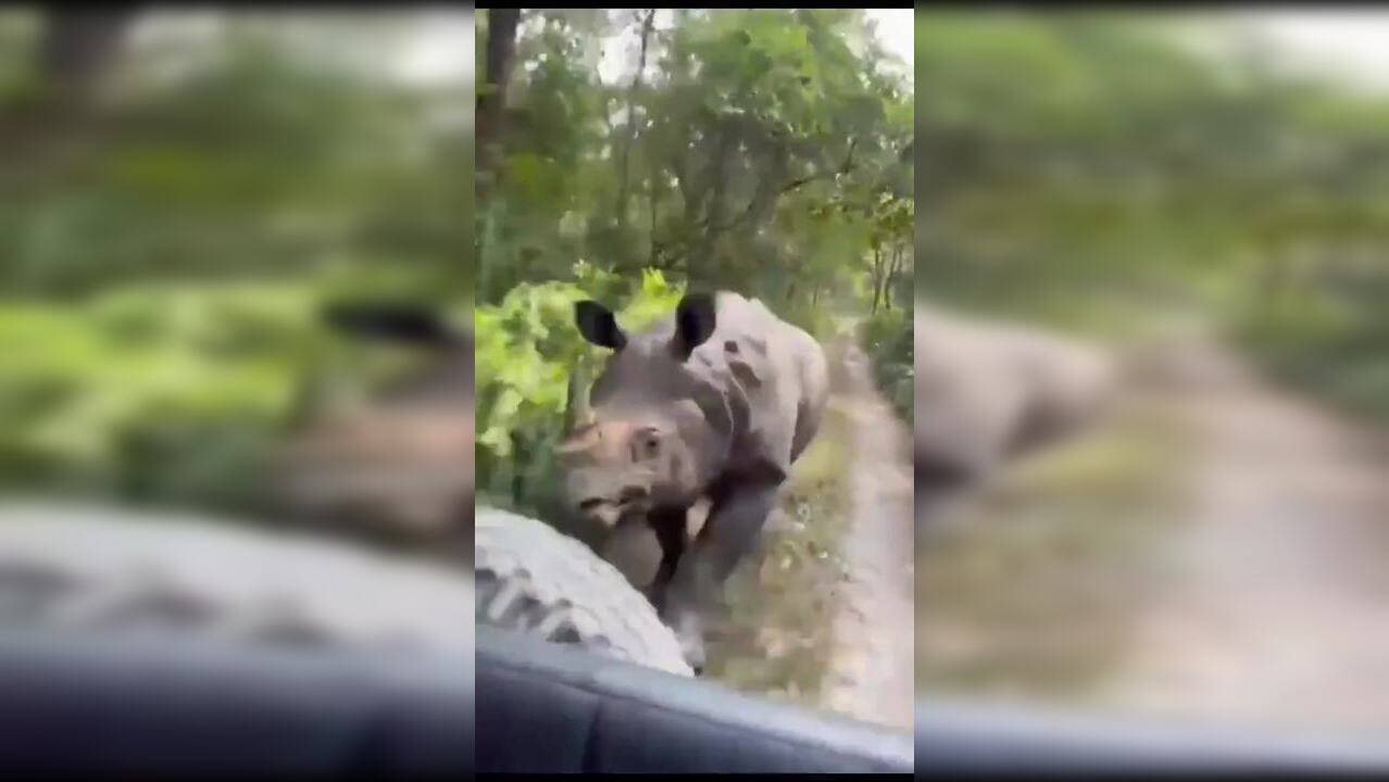 Rhino chases tourists out of Manas National Park, footage emerges