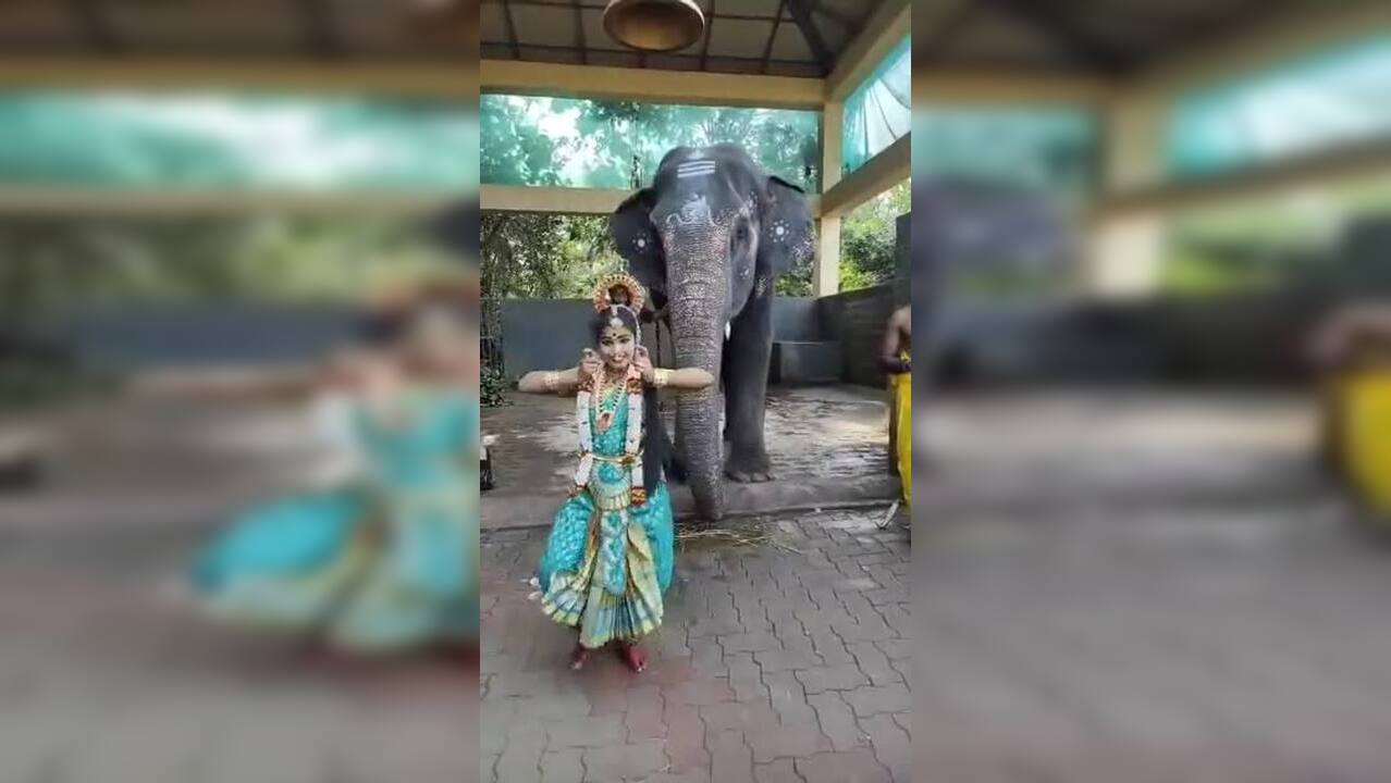 Heartwarming! Elephant blesses dancer at Karnataka temple - Watch Viral ...