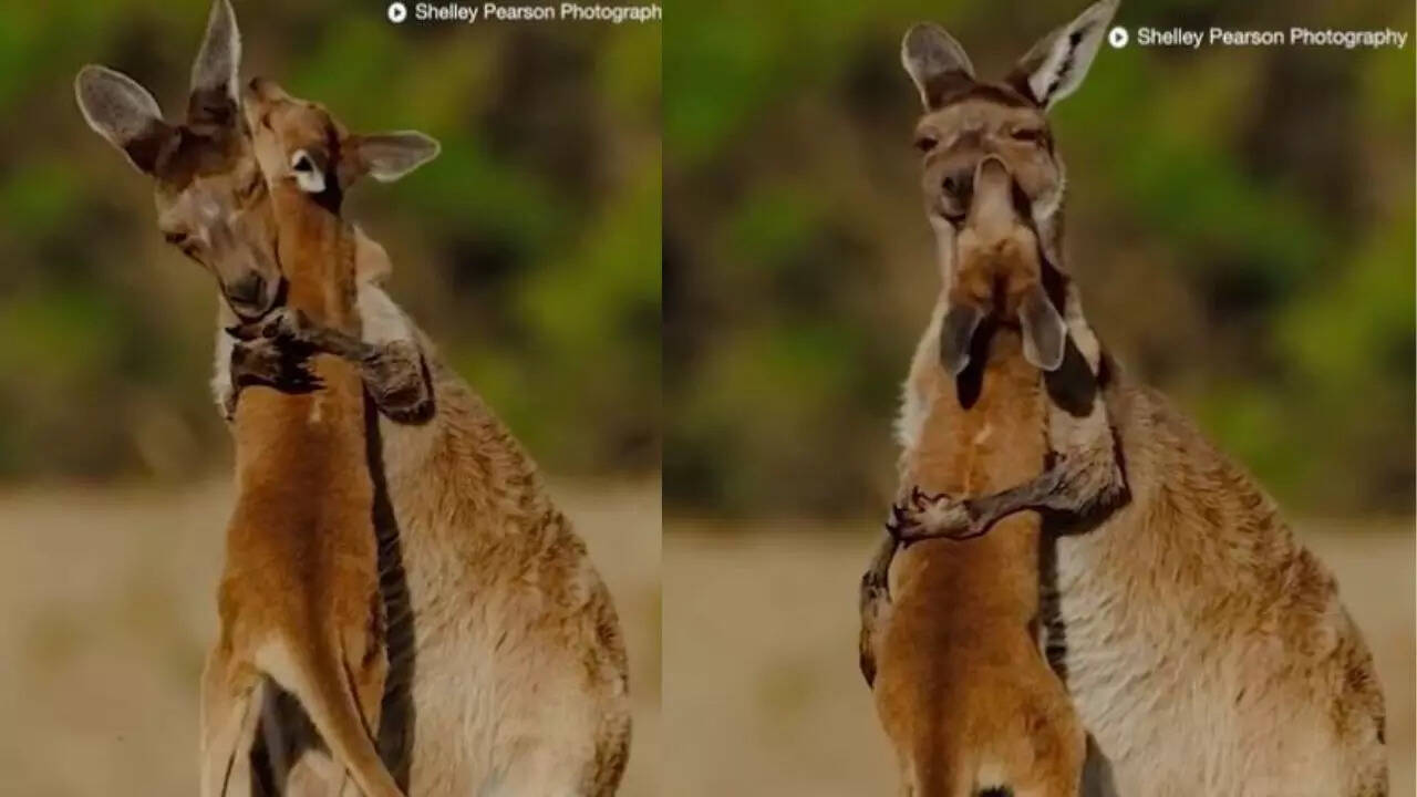 'Precious': Mother kangaroo hugging her baby in viral clip will show ...
