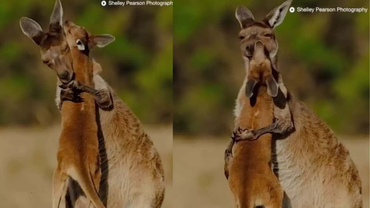 'Precious': Mother kangaroo hugging her baby in viral clip will show ...