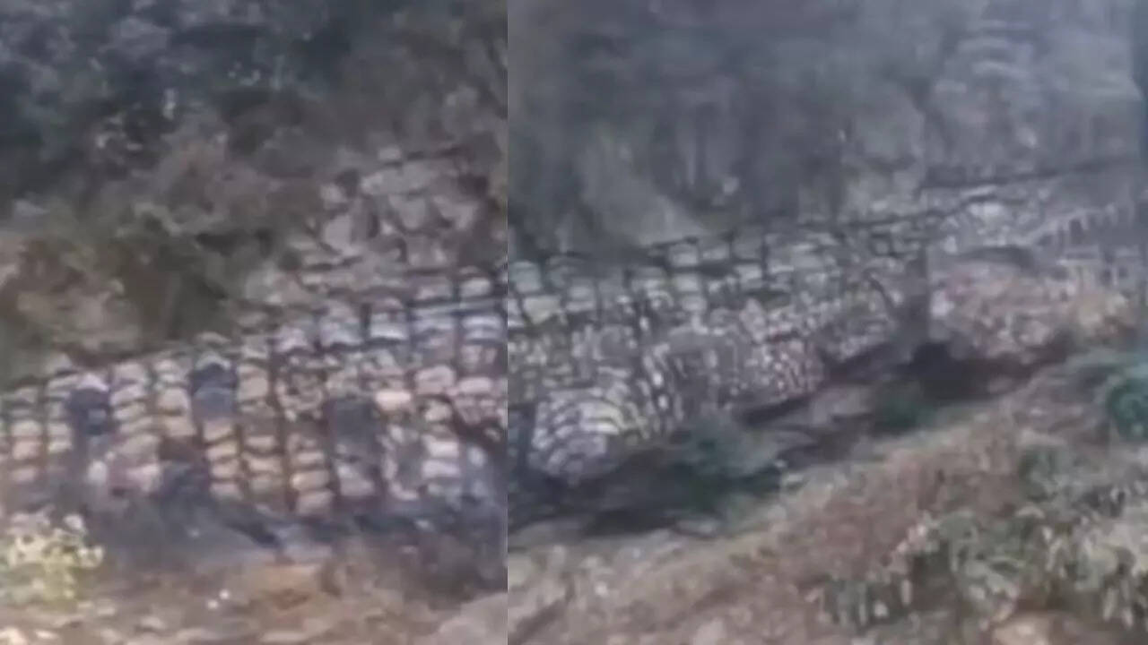 Viral video: Giant alligator-shaped structure leaves netizens puzzled ...