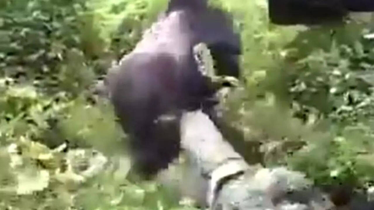 Gorilla drags man by the leg as he films in the jungle in terrifying ...