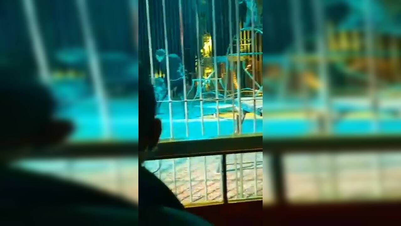 SHOCKING: Tiger attacks circus trainer, bites his neck in front of live ...
