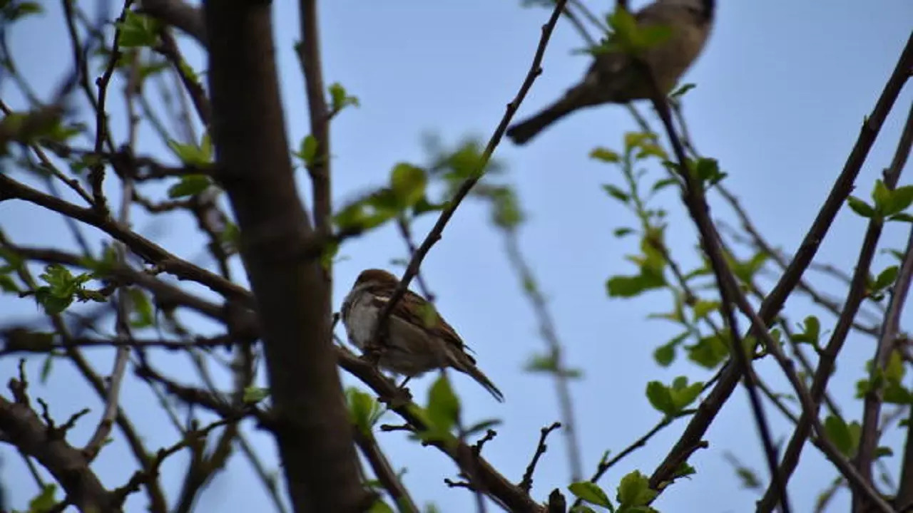 Six superstitions associated with birds: Do feathered creatures bring ...