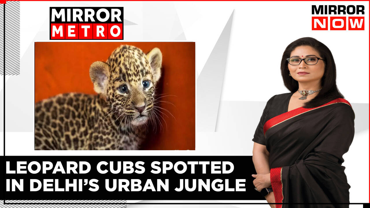 Leopards Spotted In Delhi's Urban Forest | Is Capital Fostering Fauna ...
