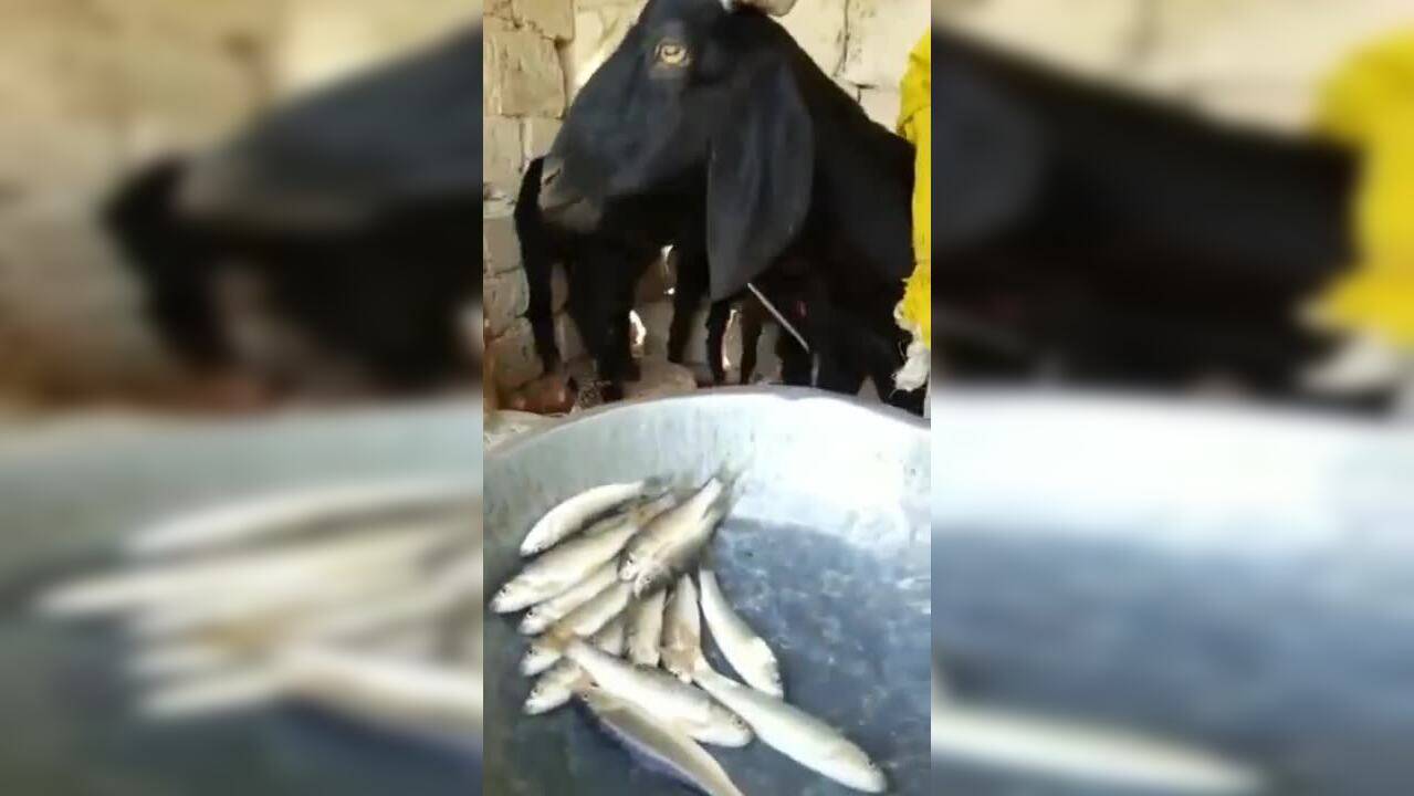 Viral video: Goat eats fish in flabbergasting food chain anomaly ...