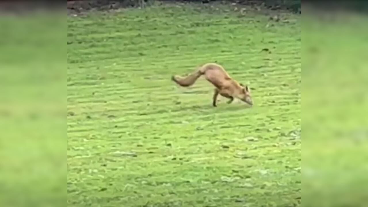 Video of two-legged fox walking in garden 'like a human' goes viral ...
