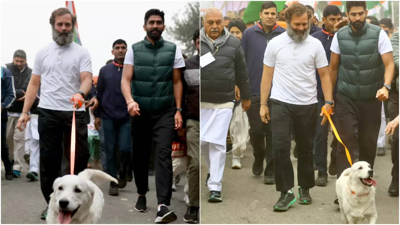 WATCH: Rahul Gandhi walks with dog named Luna during Haryana leg of ...