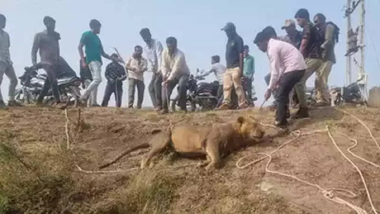 Gujarat: Pair of lions die after falling into an open well | Times Now
