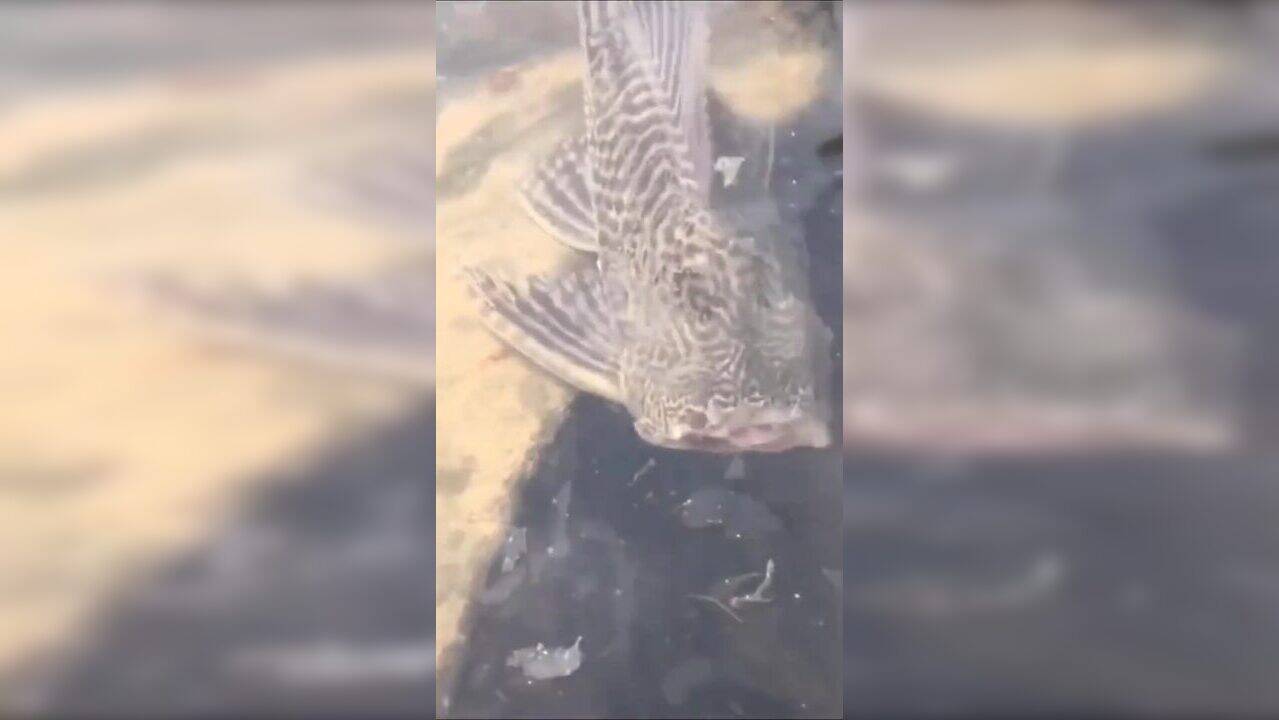 Viral video of headless fish swimming in lake baffles internet ...