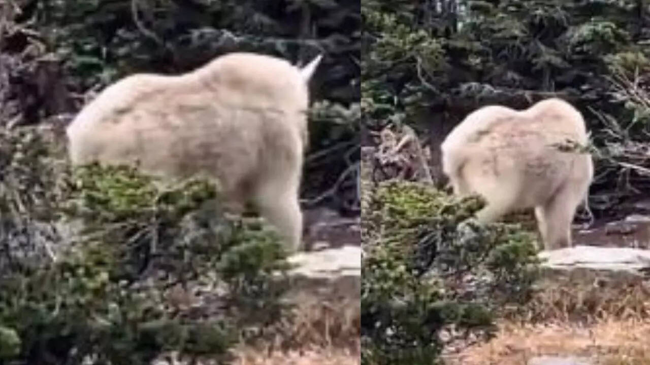 This rare muscular mountain goat garnered over 14 million views online ...