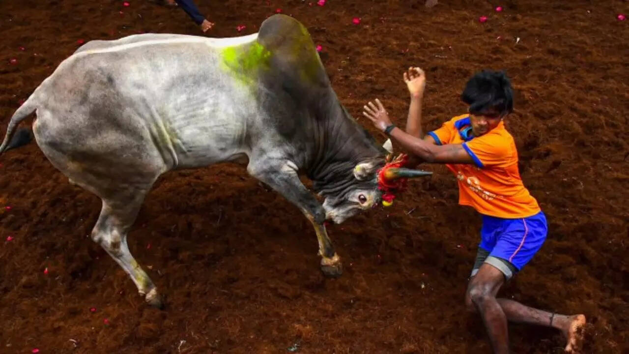 Tamil Nadu: 61 hurt during Avaniyapuram Jallikattu, 11 sustain grievous ... Tamil Nadu: 61 hurt during Avaniyapuram Jallikattu, 11 sustain grievous ...