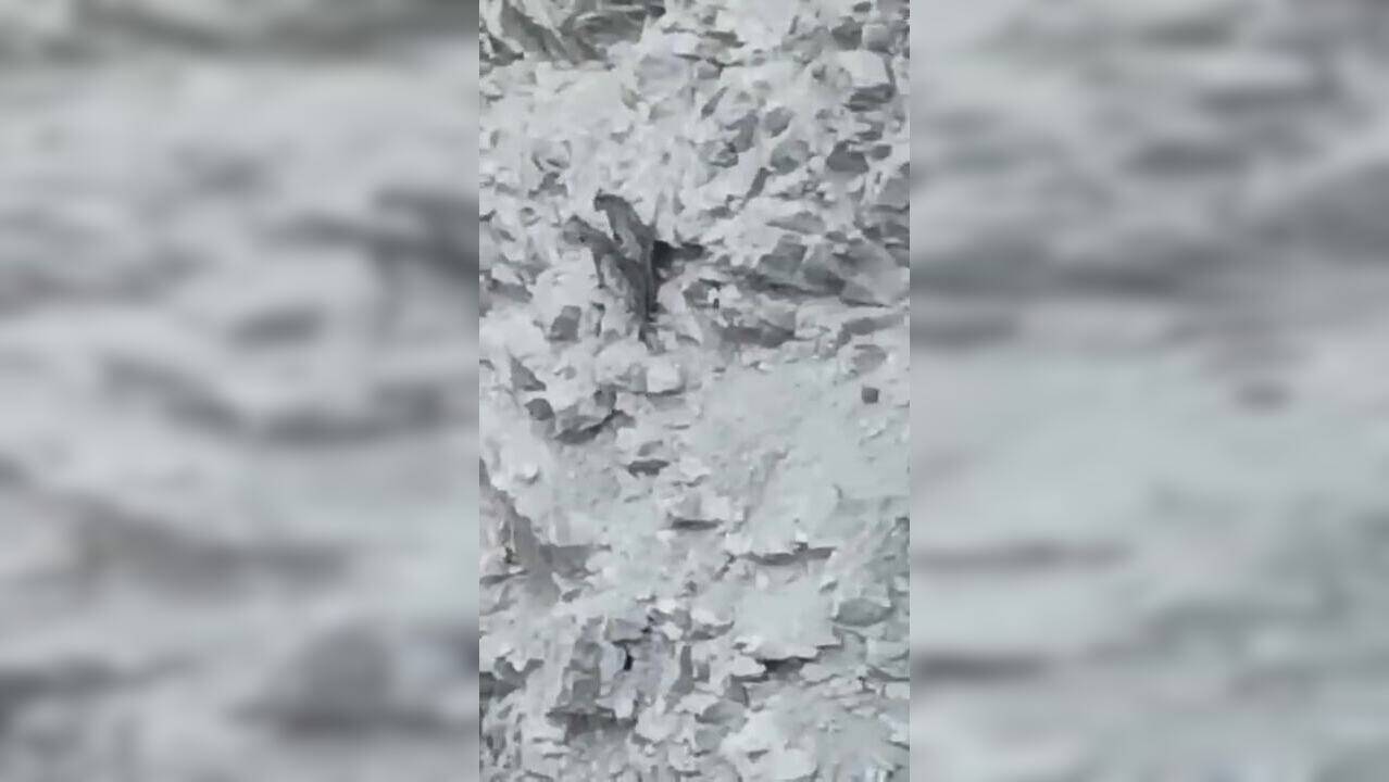 Ghosts of the mountain: 4 snow leopards spotted in rare sighting in ...