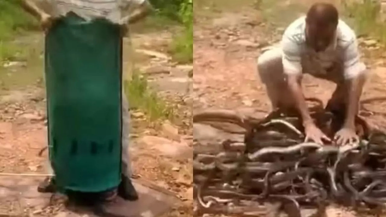 Man releases bag full of snakes in forest, viral video will give you ...