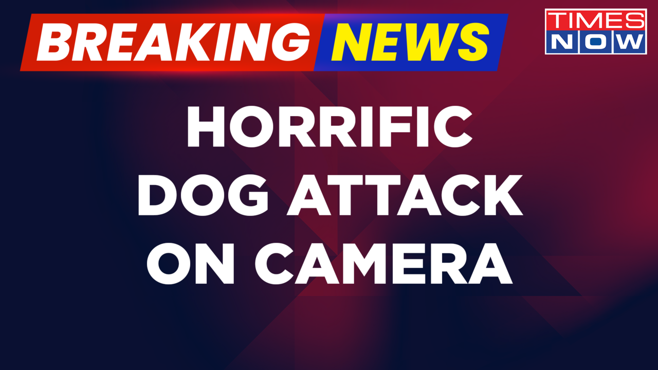Breaking News: Two School Children Grievously Injured In Stray Dog ...